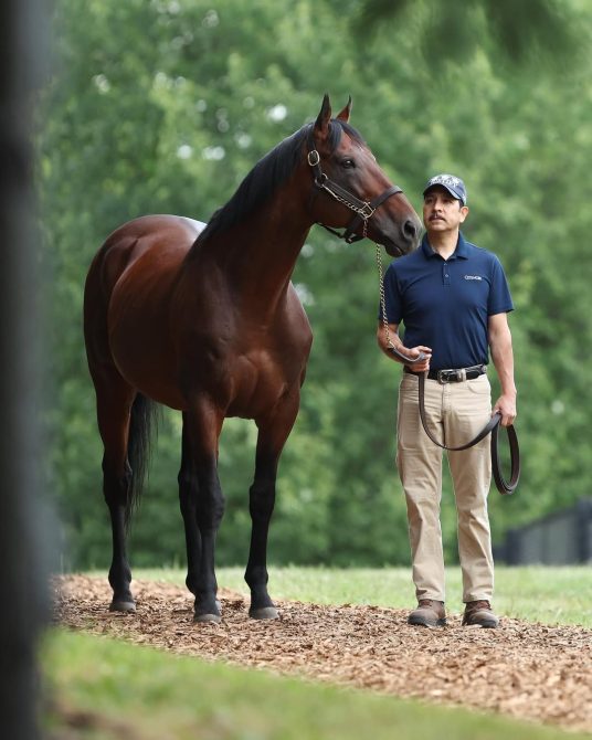 Highest Earning Stallions: The Million Dollar Breeding Giants