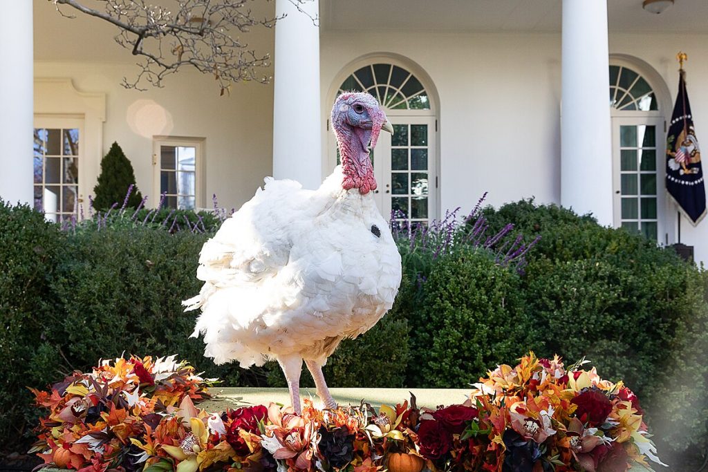 Americans Spend $1 Billion on Turkeys Each Thanksgiving