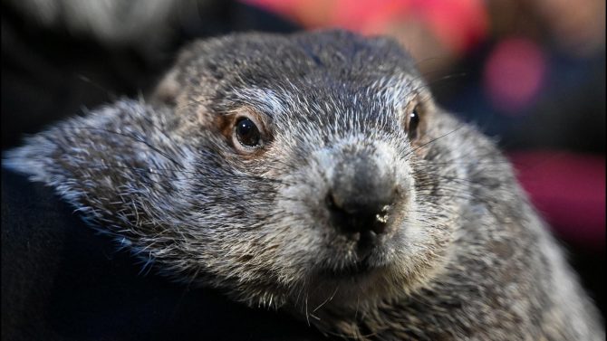 Groundhog Day 2026: Punxsutawney Phil’s Winter Forecast